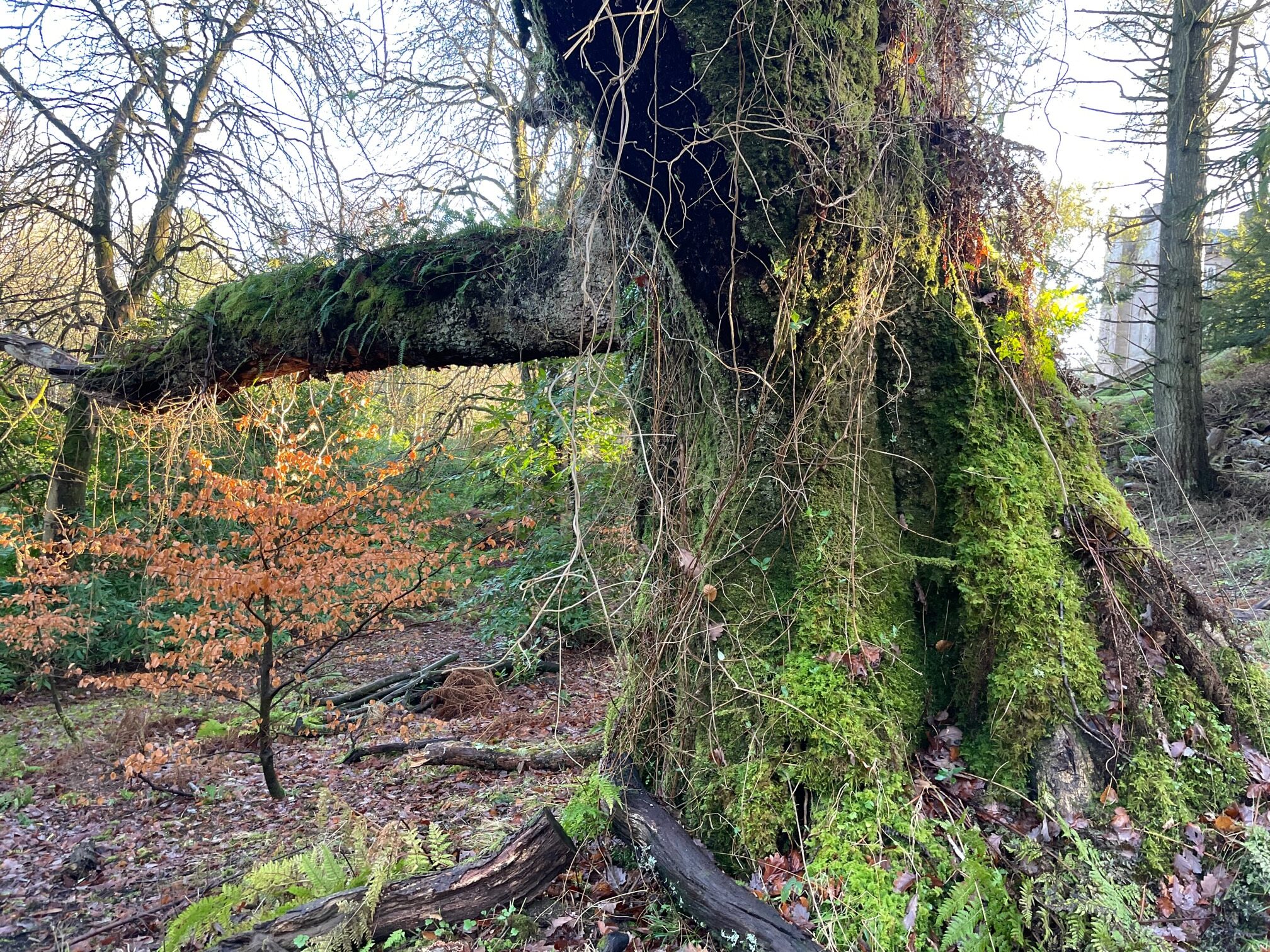 SKDT puts Kintyre’s amazing Temperate rainforest in focus.